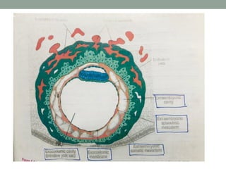 2nd week of development.pdf