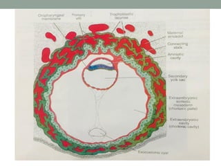 2nd week of development.pdf