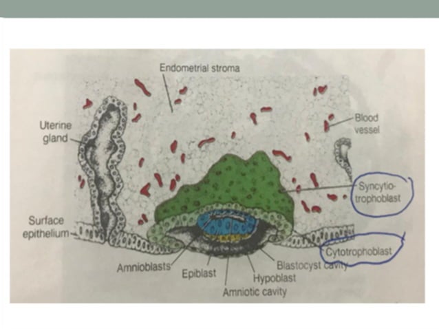 2nd week of development.pdf