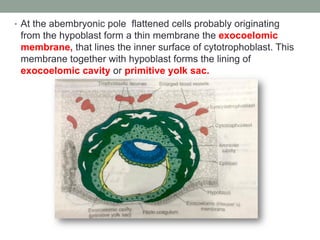 2nd week of development.pdf