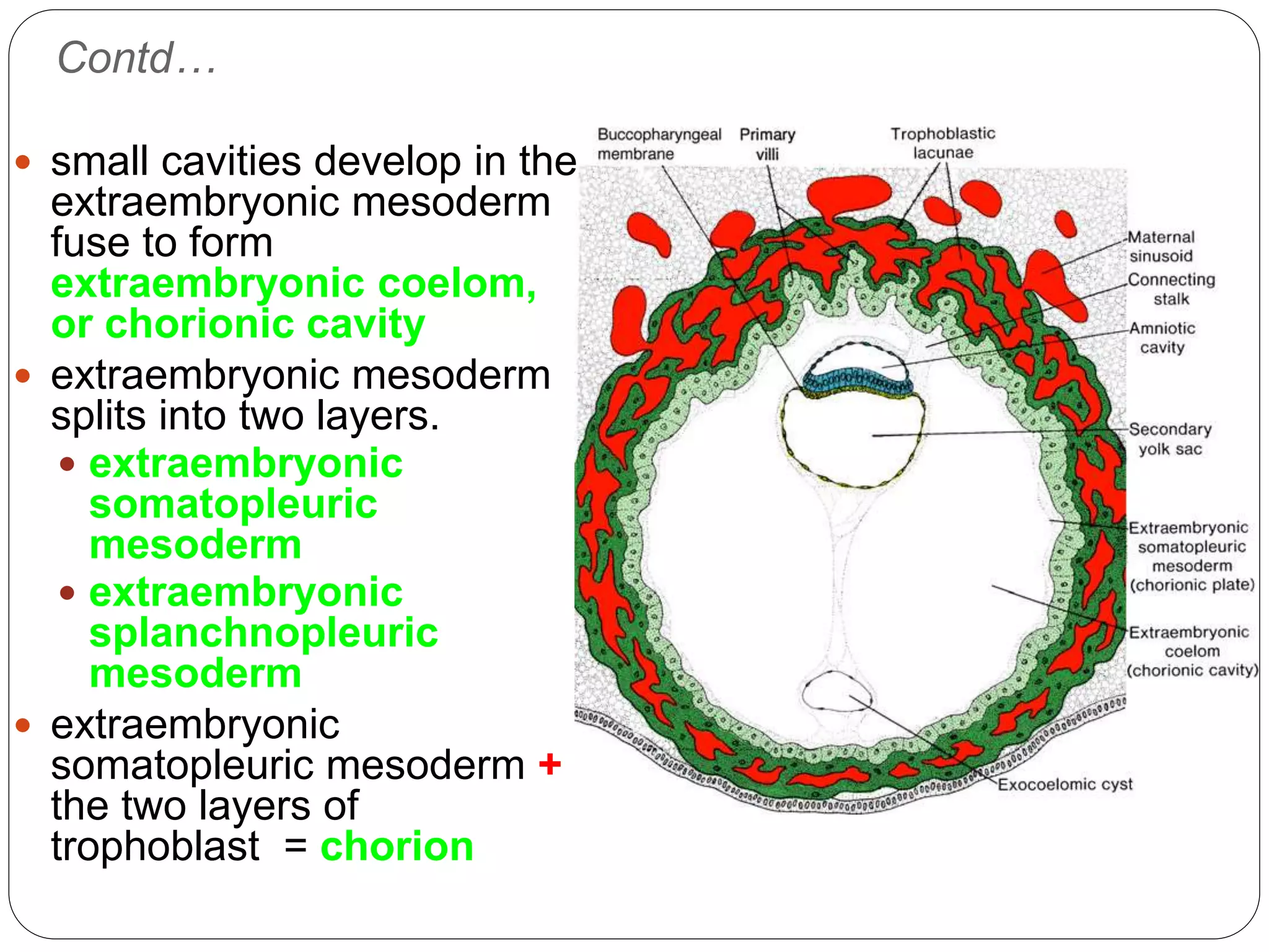 2nd week-implantation.ppt