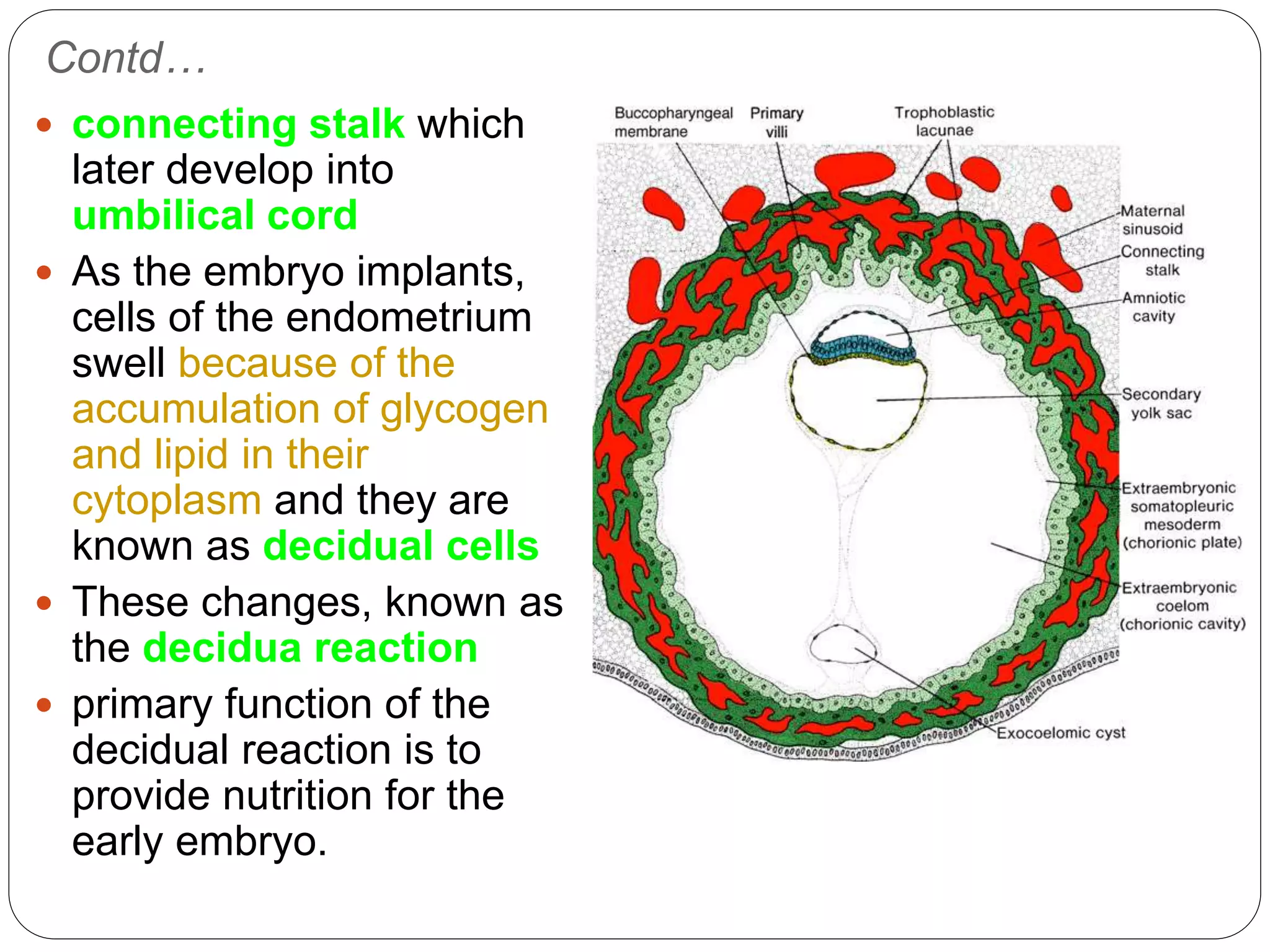 2nd week-implantation.ppt