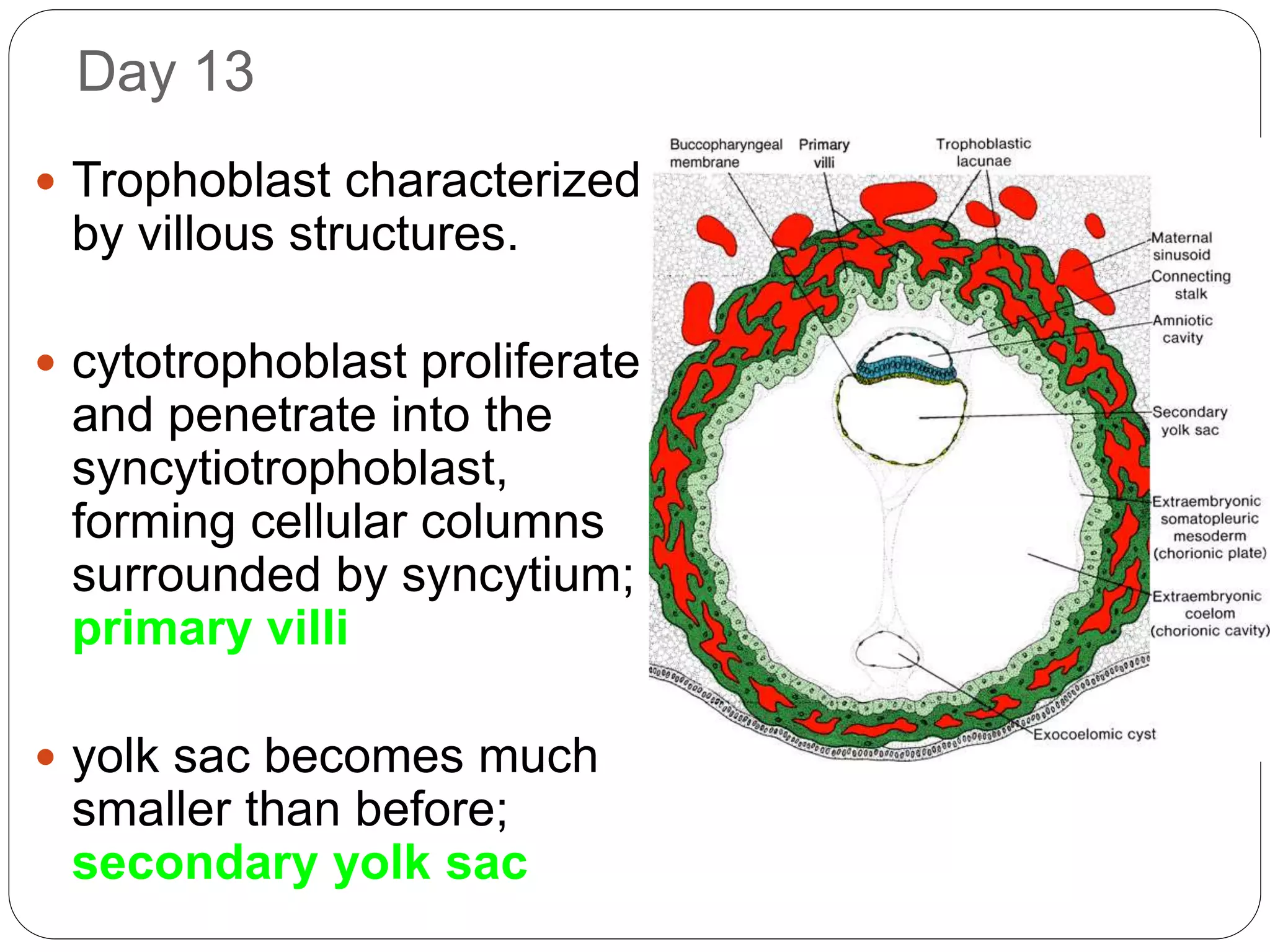 2nd week-implantation.ppt