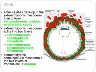 2nd week-implantation.ppt
