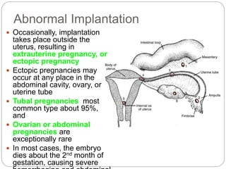 2nd week-implantation.ppt