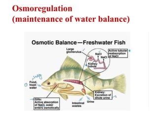 2nd year biology 1st lecture | PPTX