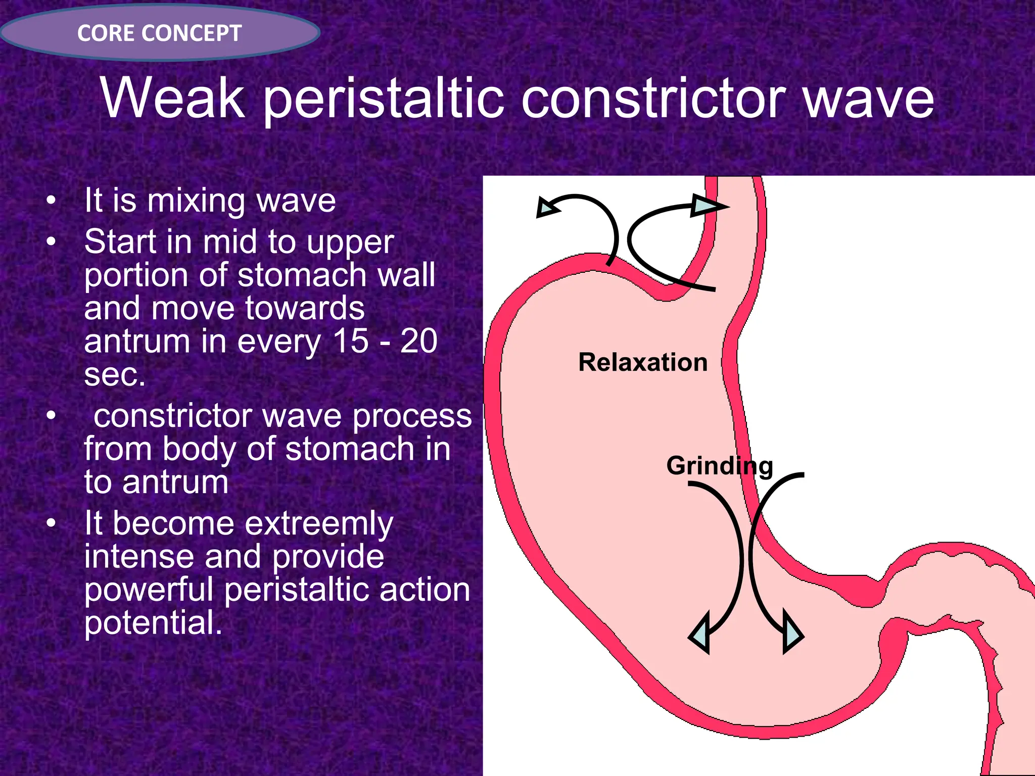 2nd Year_ SGD_Motor functions of stomach, physiology.ppt