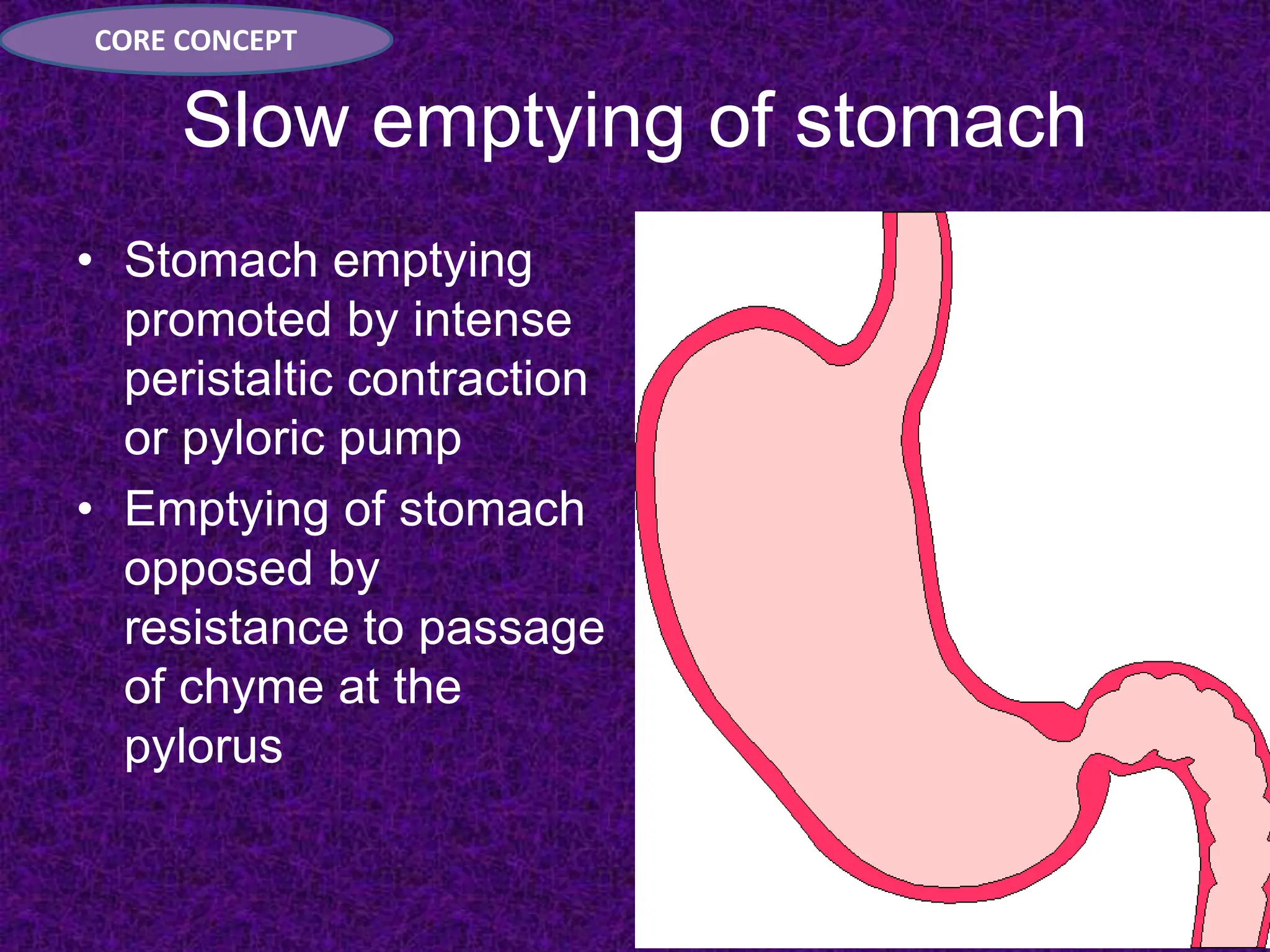 2nd Year_ SGD_Motor functions of stomach, physiology.ppt