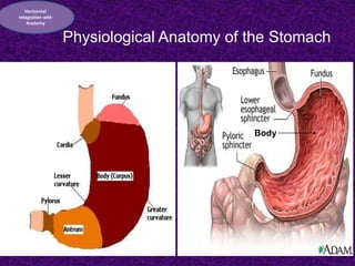 2nd Year_ SGD_Motor functions of stomach, physiology.ppt