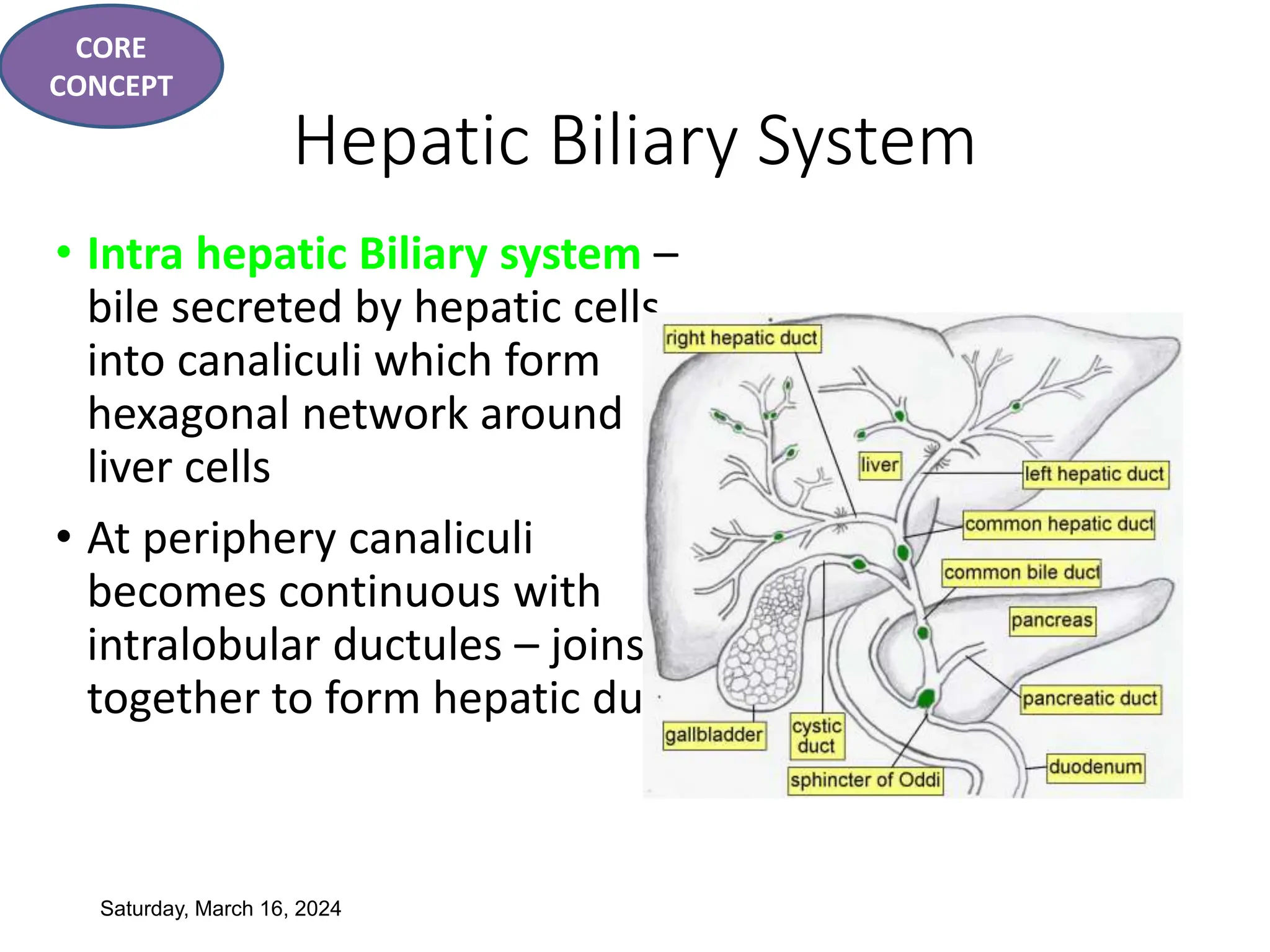 2nd year_SGD_Physiology of Liver & Gallbladder.ppt