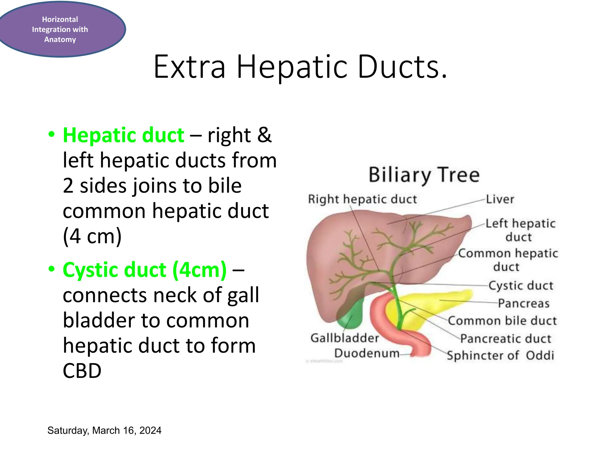 2nd year_SGD_Physiology of Liver & Gallbladder.ppt