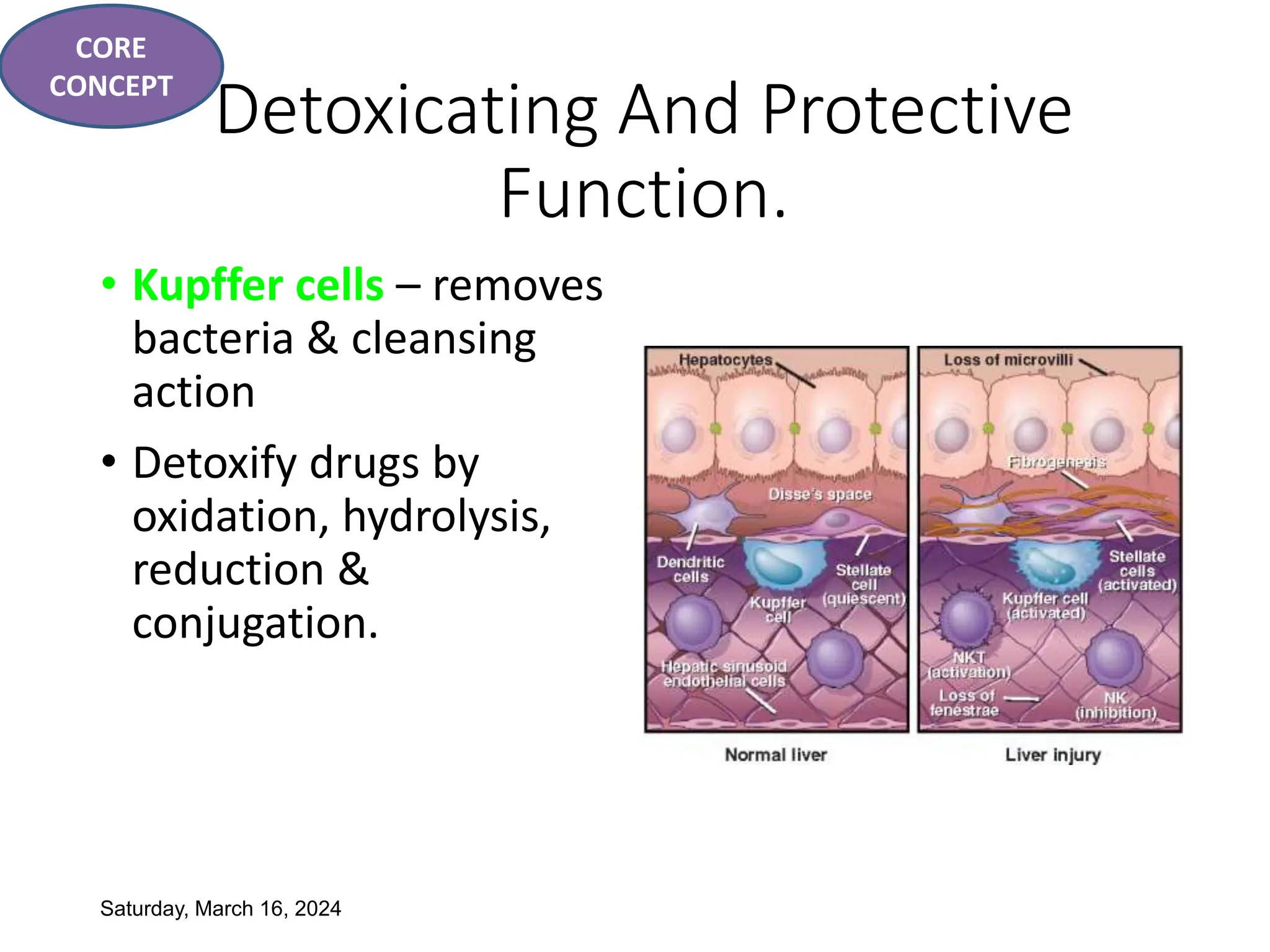 2nd year_SGD_Physiology of Liver & Gallbladder.ppt
