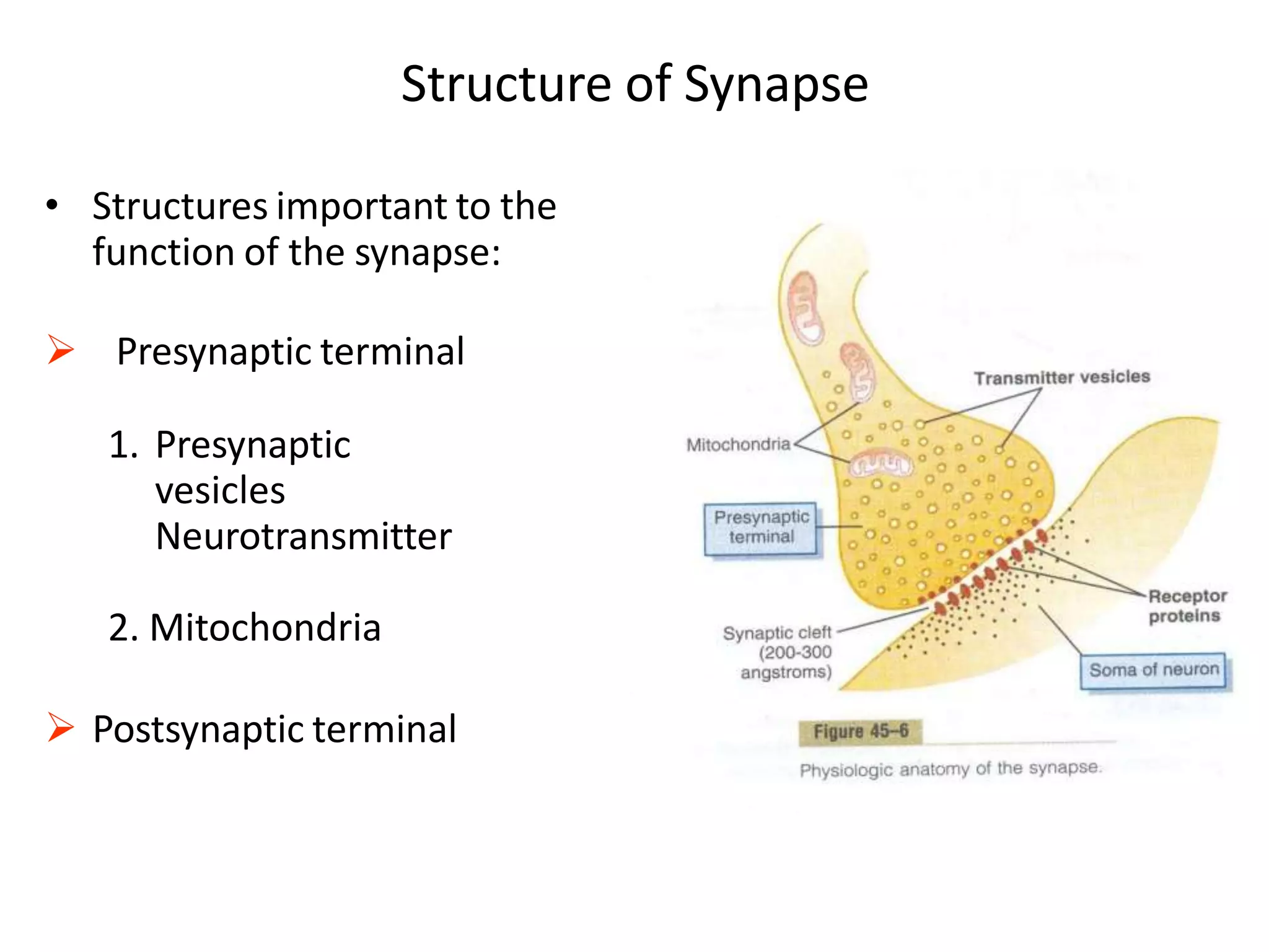 2nd year small group discussion Synapse and sensory receptors.pptx