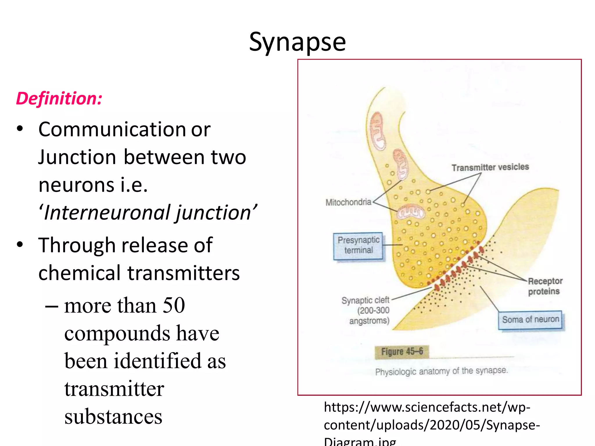 2nd year small group discussion Synapse and sensory receptors.pptx