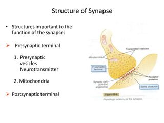 2nd year small group discussion Synapse and sensory receptors.pptx