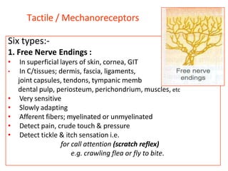 2nd year small group discussion Synapse and sensory receptors.pptx