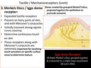 2nd year small group discussion Synapse and sensory receptors.pptx