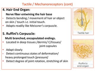 2nd year small group discussion Synapse and sensory receptors.pptx