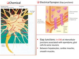 2nd year small group discussion Synapse and sensory receptors.pptx