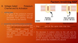 NERVE PHYSIOLOGY | PPTX