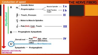 NERVE PHYSIOLOGY | PPTX