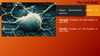 NERVE PHYSIOLOGY | PPTX