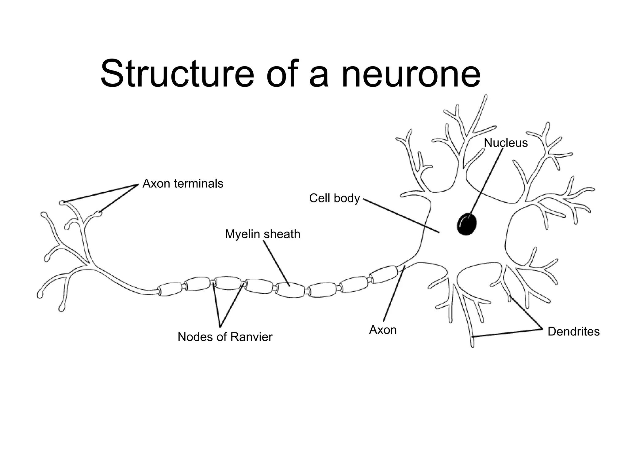 Chapter 13 The Nervous System Lesson 2 - The Structure of Nerves | PPT