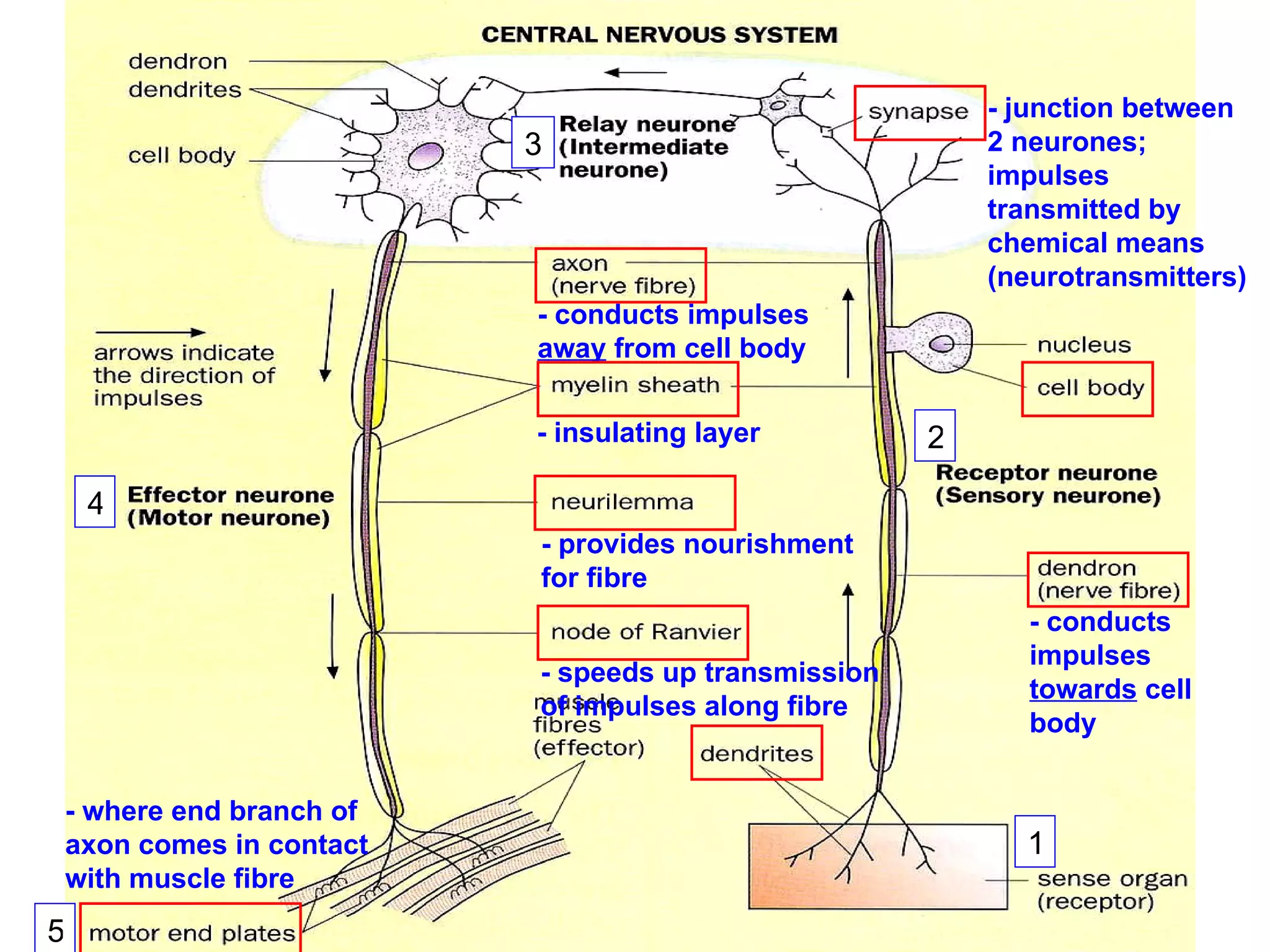 Chapter 13 The Nervous System Lesson 2 - The Structure of Nerves | PPT