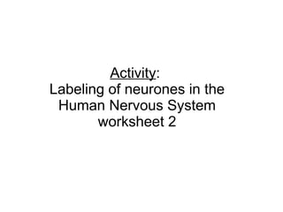 Chapter 13 The Nervous System Lesson 2 - The Structure of Nerves | PPT