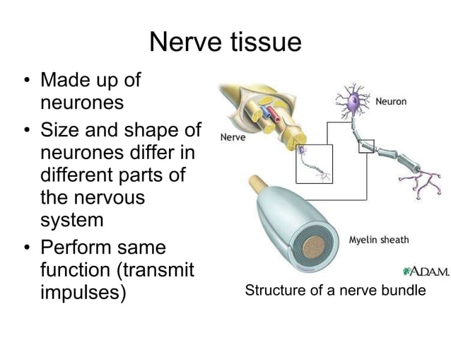 Chapter 13 The Nervous System Lesson 2 - The Structure of Nerves | PPT