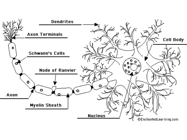 Chapter 13 The Nervous System Lesson 2 - The Structure of Nerves | PPT