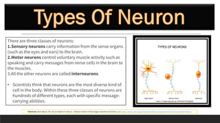 Neuron.pdf