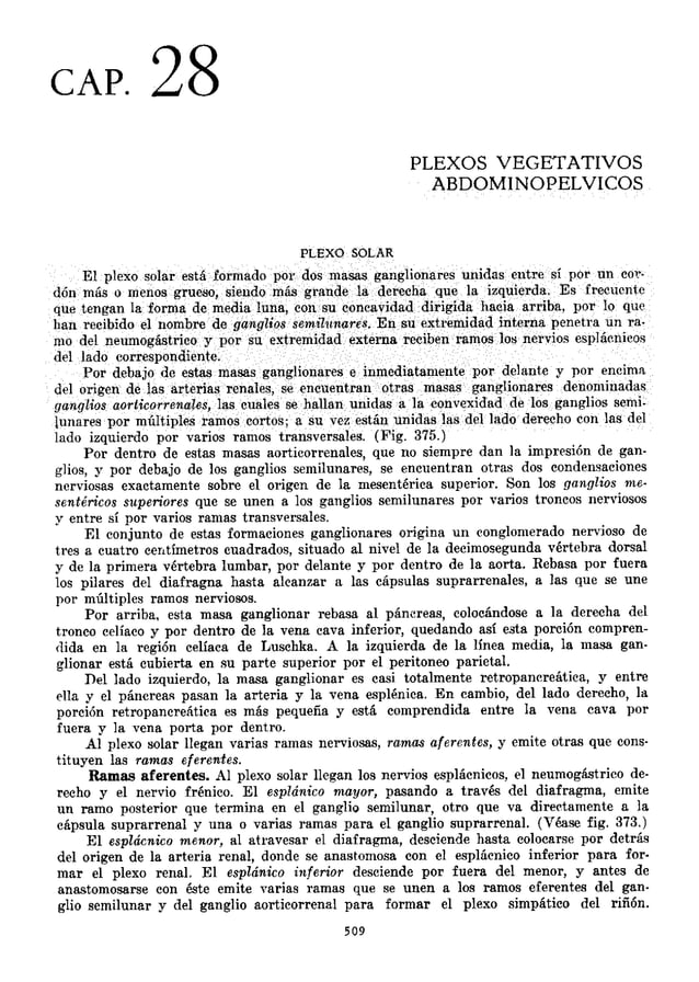 Capítulo 28. plexos vegetativos abdominopélvicos | PDF