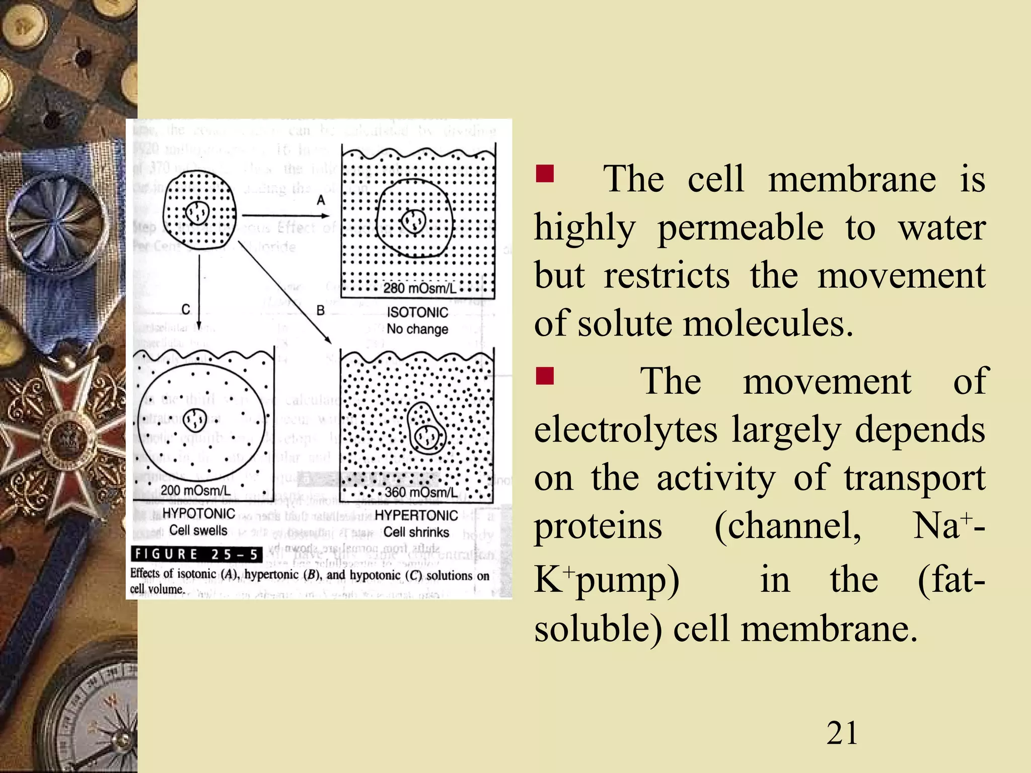 2 normalmetabolismofwaterandsodium | PPT