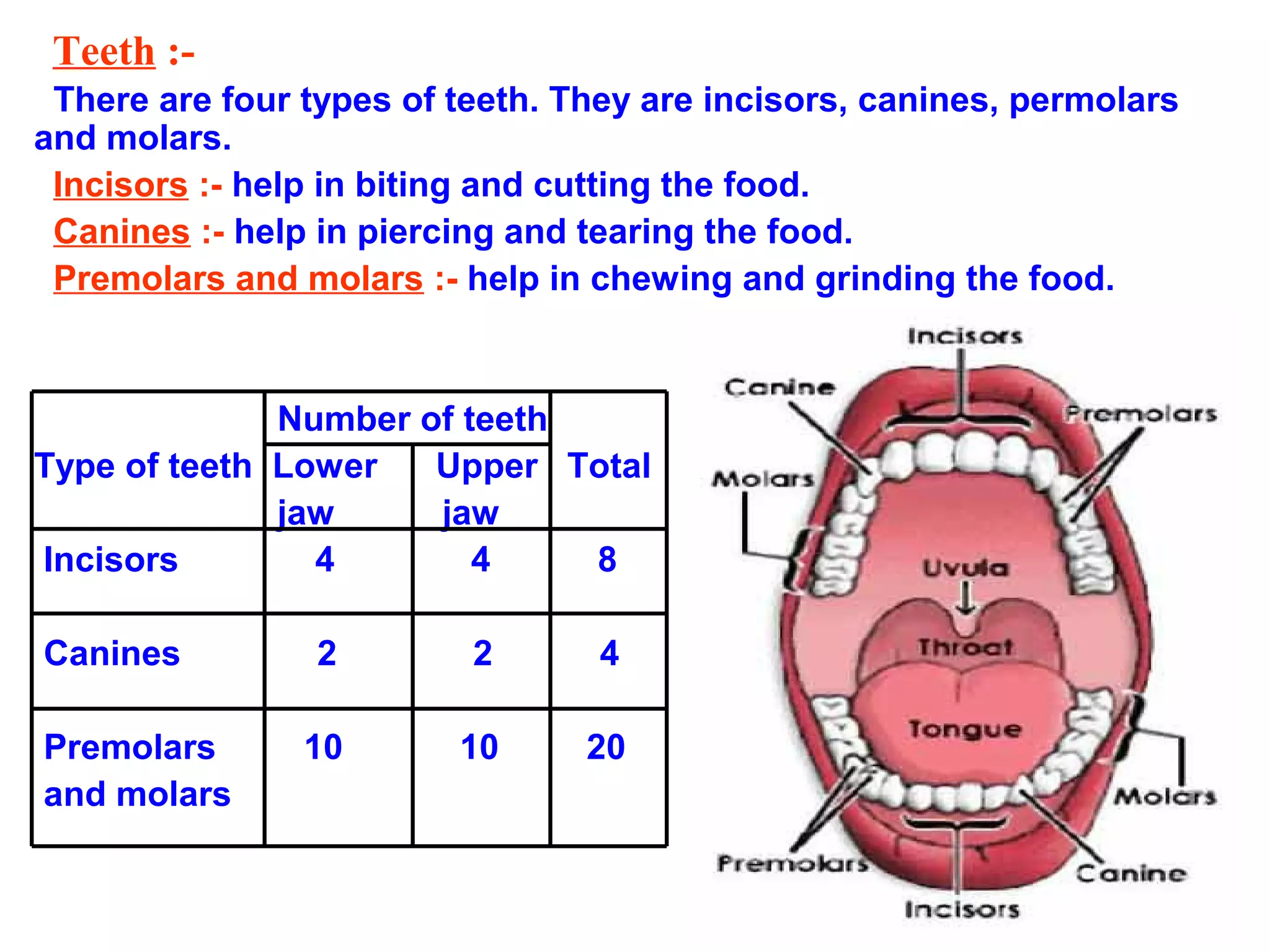 Nutrition in Animal | PPT