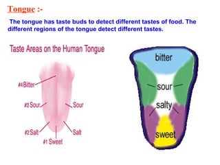 Nutrition in Animal | PPT