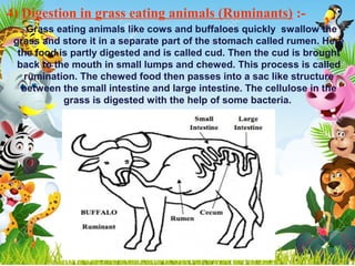 nutrition in animals | PPT