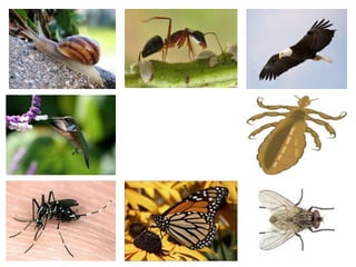 Class-7 science Chapter-2 Nutrition in animals | PPT