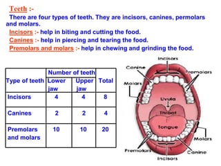 Class-7 science Chapter-2 Nutrition in animals | PPT
