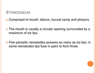 2 nutrition in nematodes | PPTX