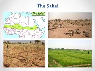 Sahel Landscape