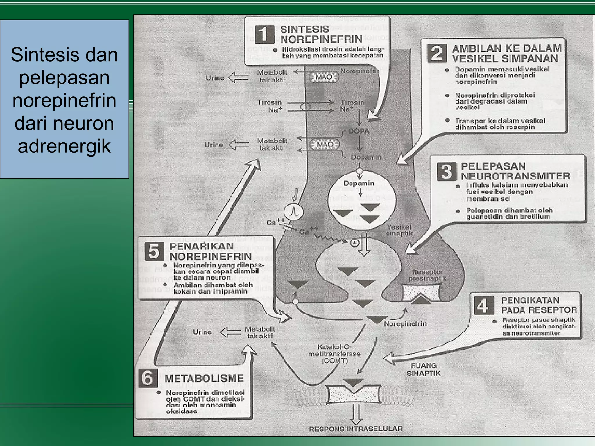 (2) obat adrenergik | PPT