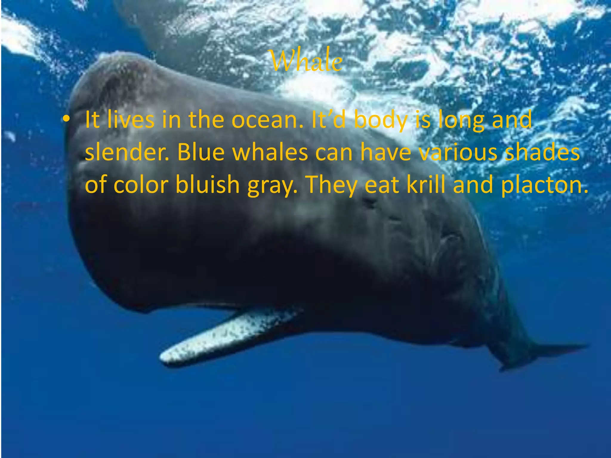 Ocean animals - 2 | PPTX | Zoos & Aquariums | Attractions
