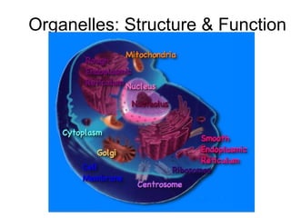 Organelles_structure_function. Cells.ppt
