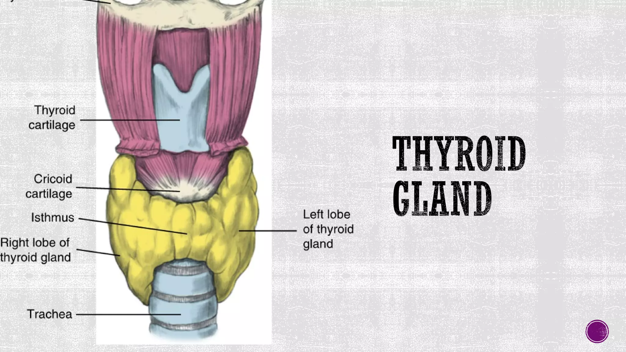 Orofacial Structures | PDF