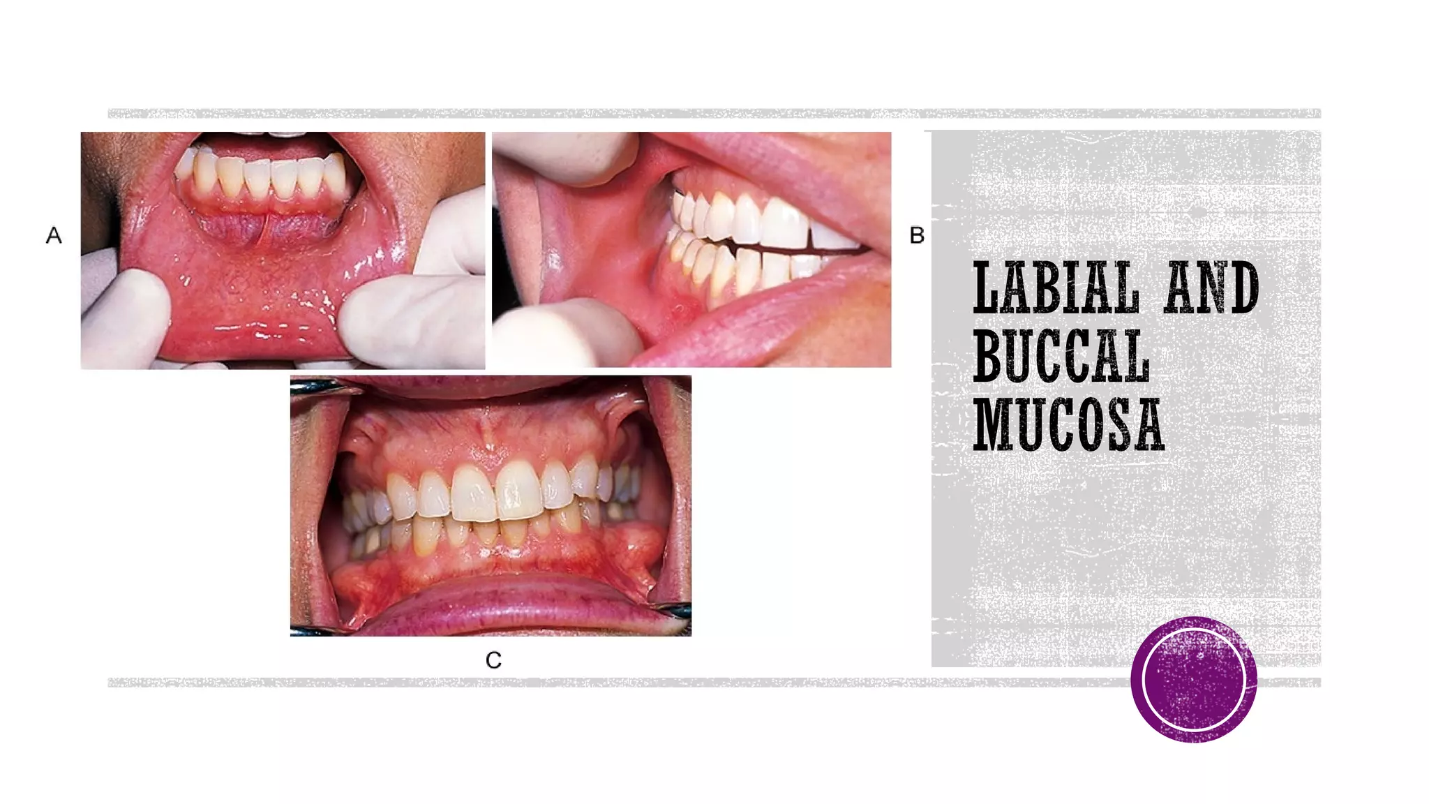 Orofacial Structures | PDF