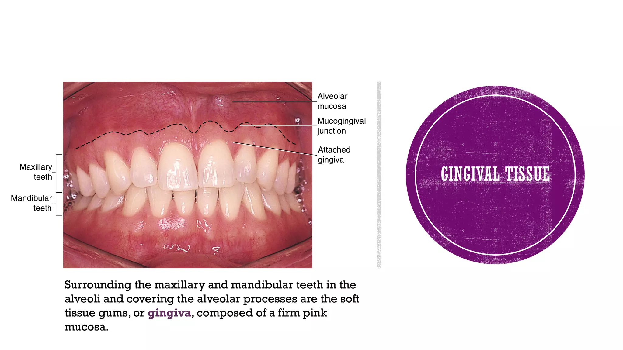Orofacial Structures | PDF