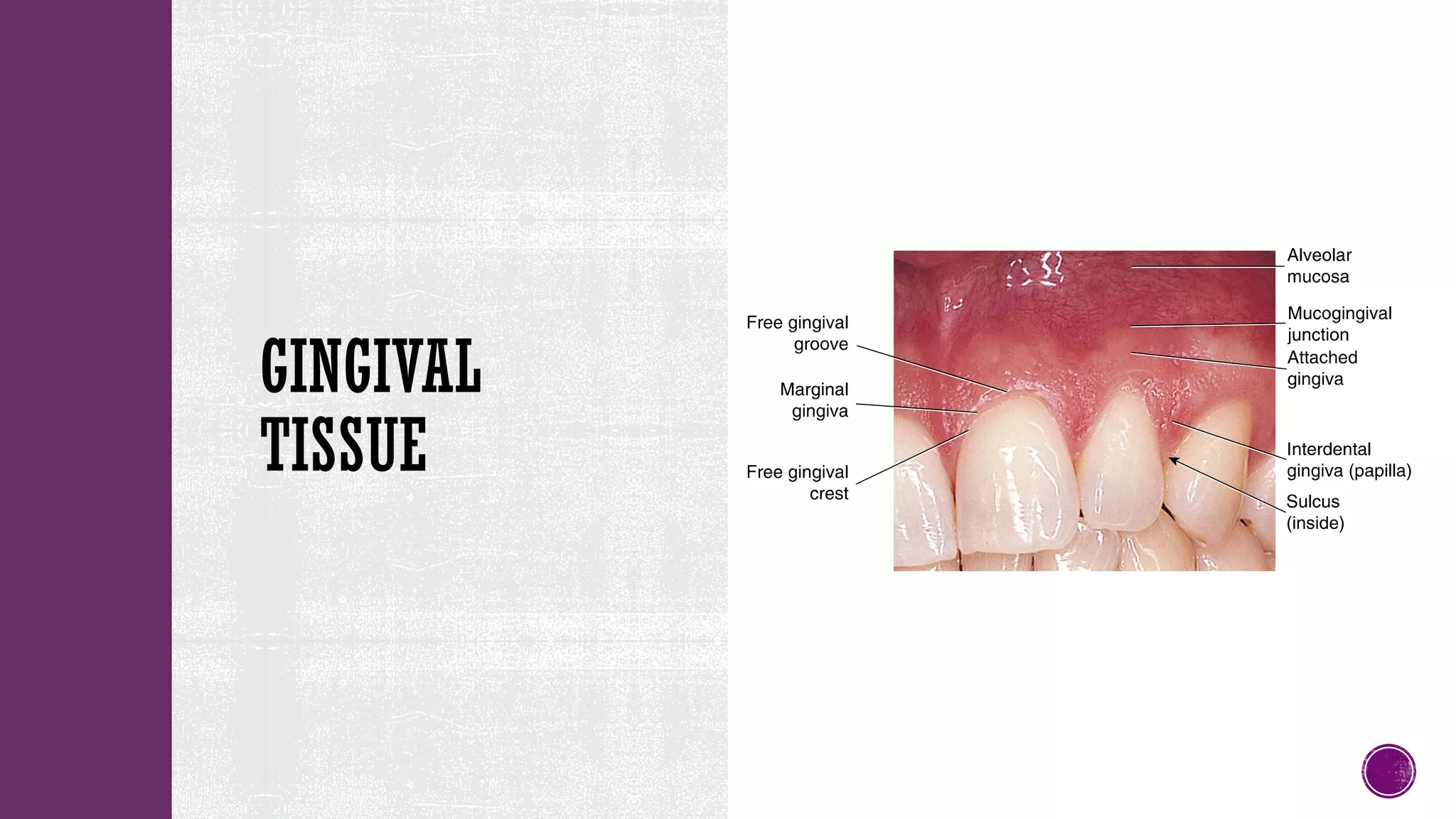 Orofacial Structures | PDF