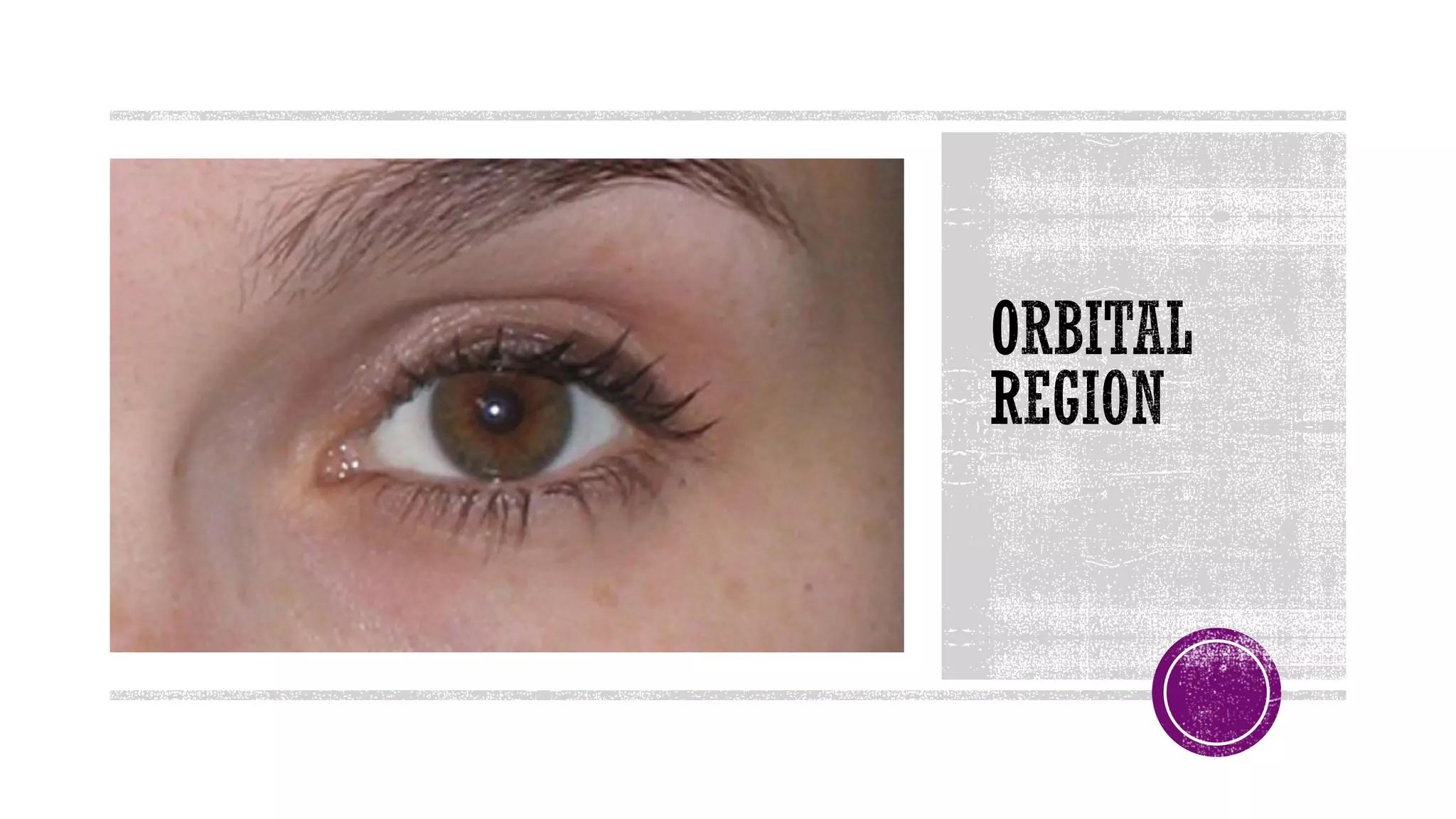 Orofacial Structures | PDF