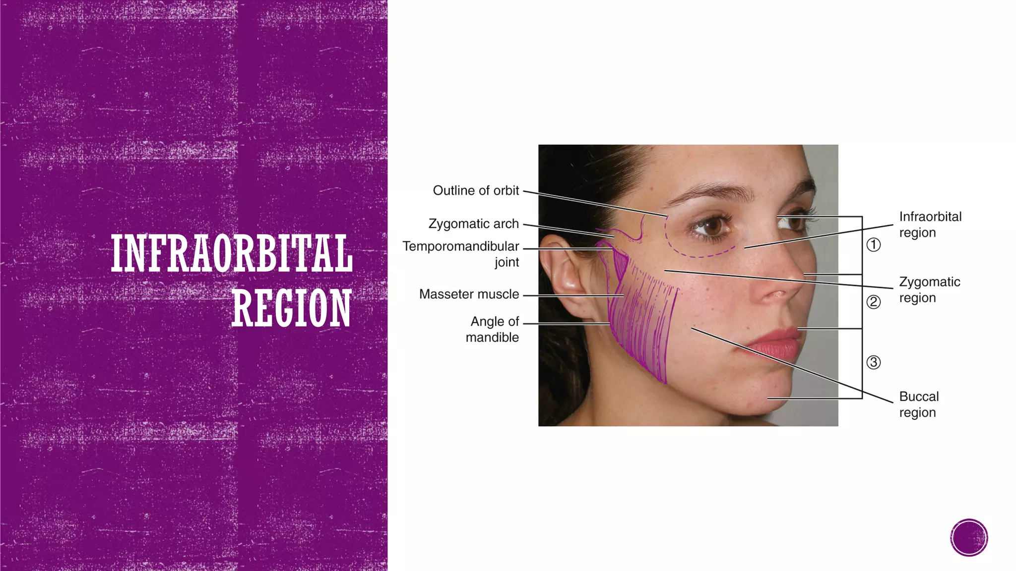 Orofacial Structures | PDF